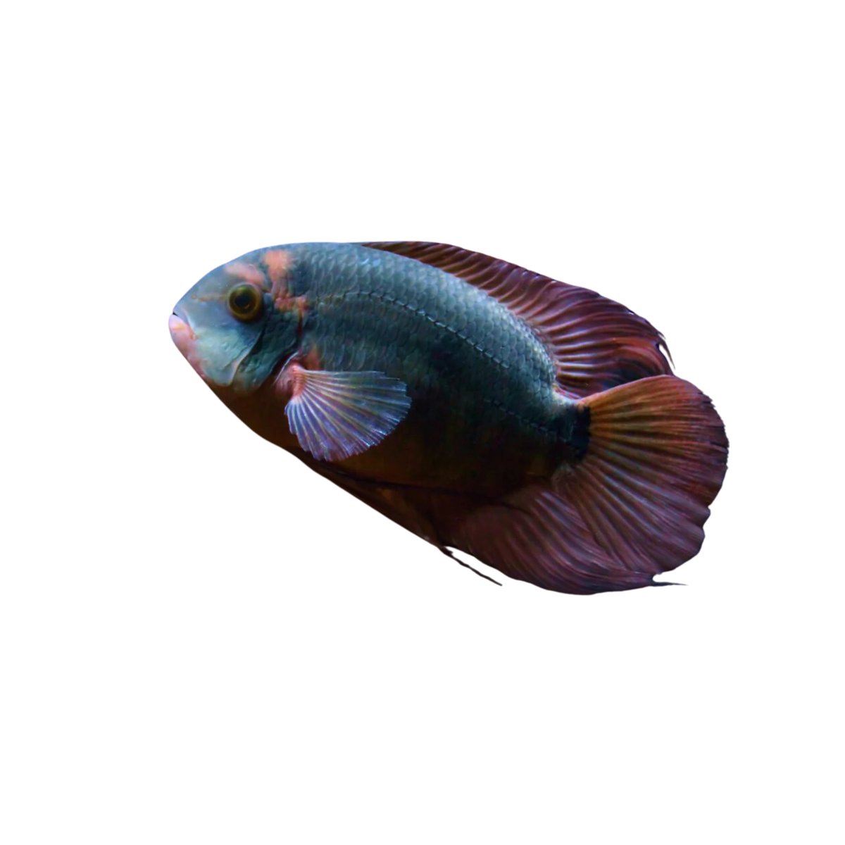 Chocolate Cichlid Aura Aquarium