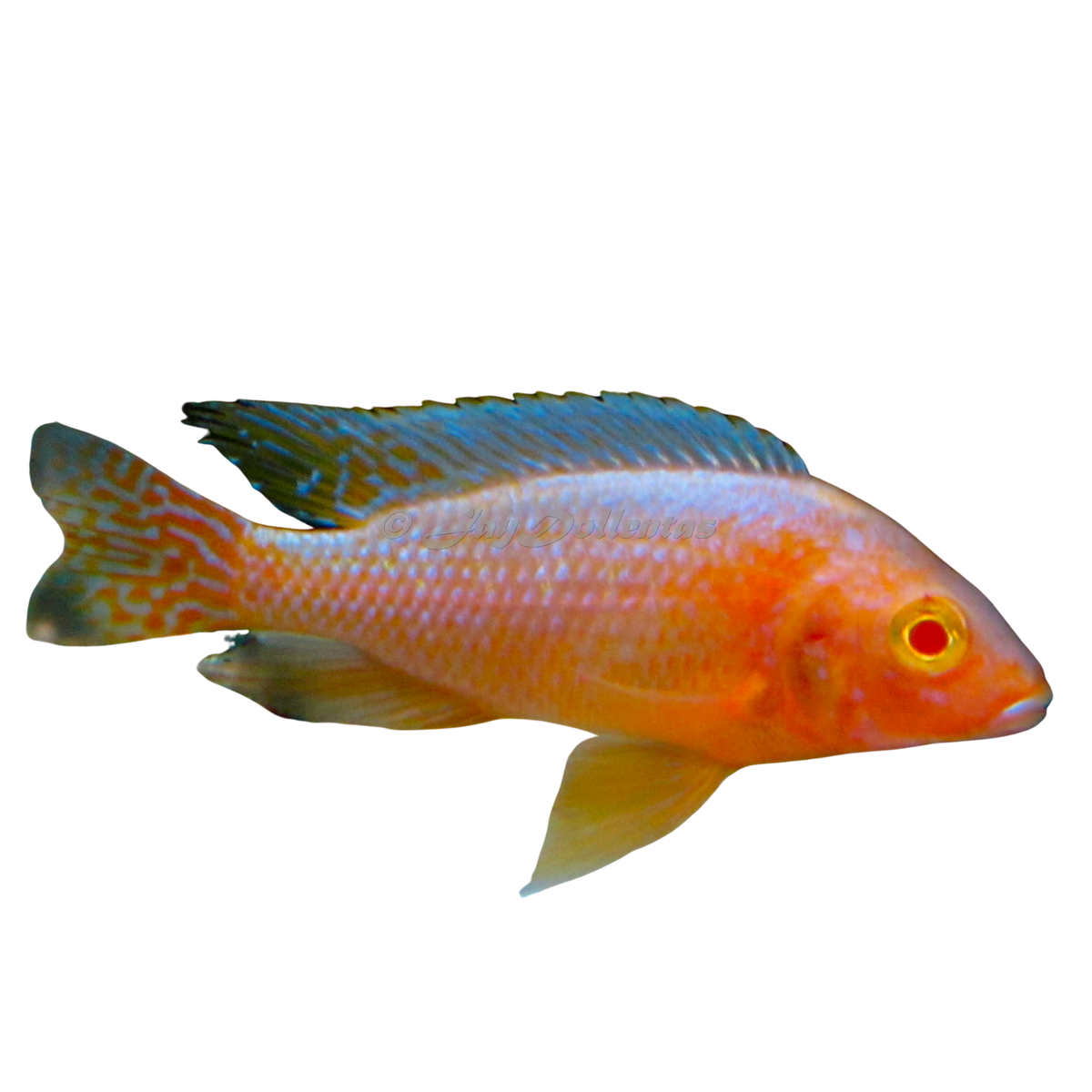 Peacock Cichlid Aura Aquarium