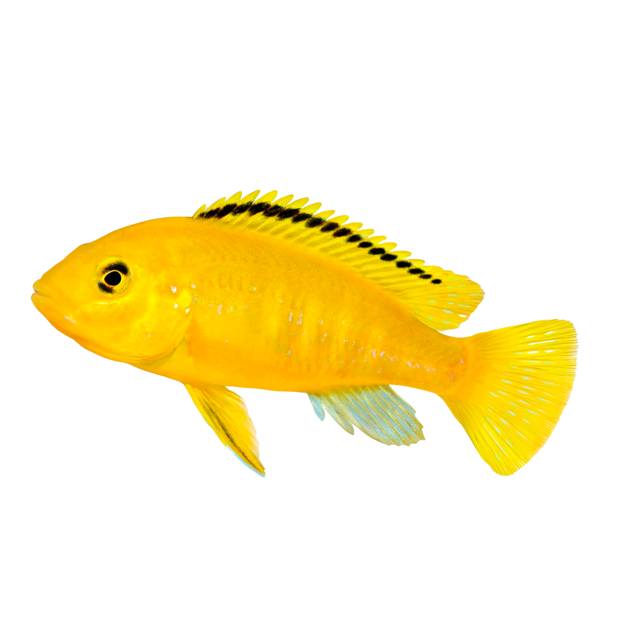 Peacock Cichlid Aura Aquarium