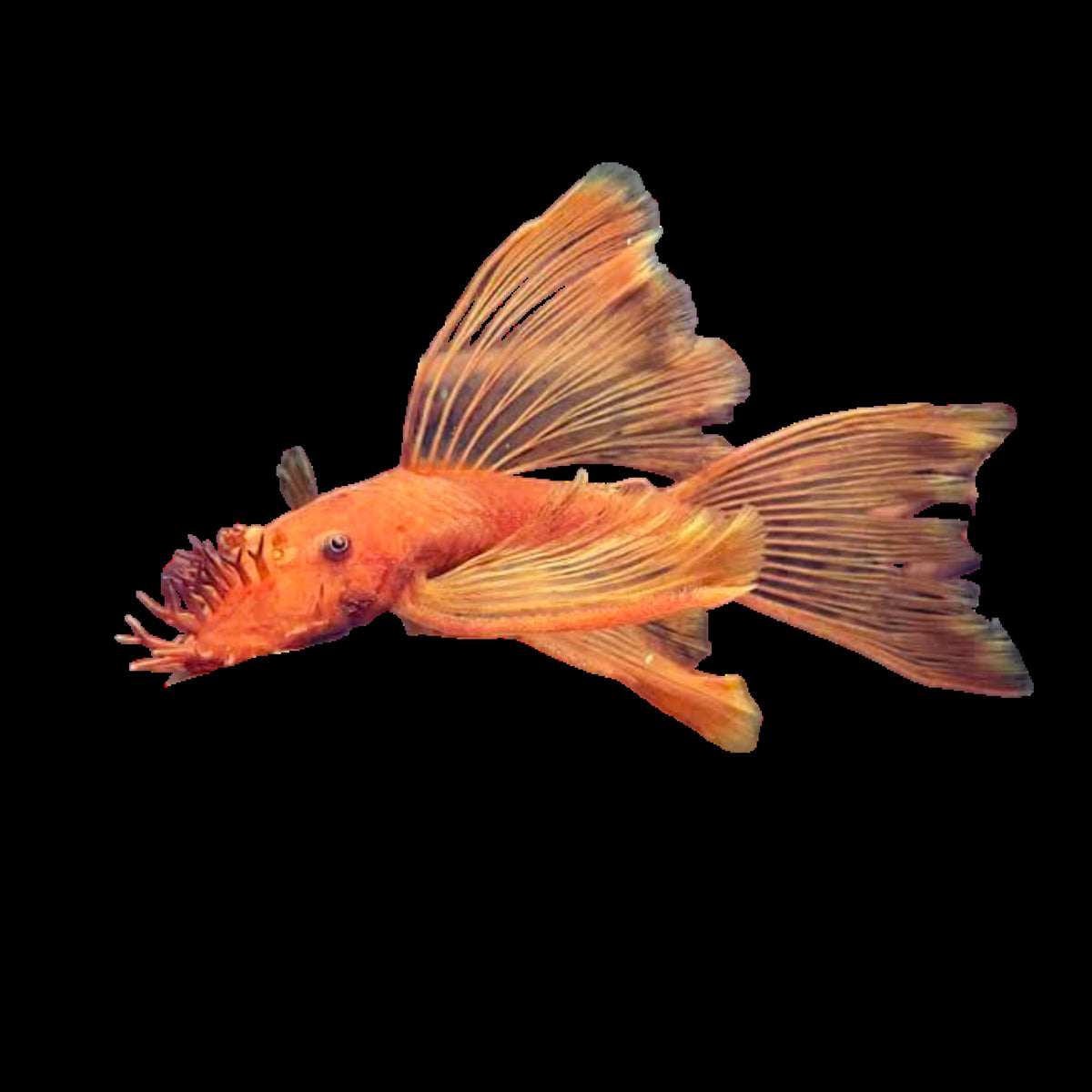 Pleco Fish For Sale | Australia – Aura Aquarium