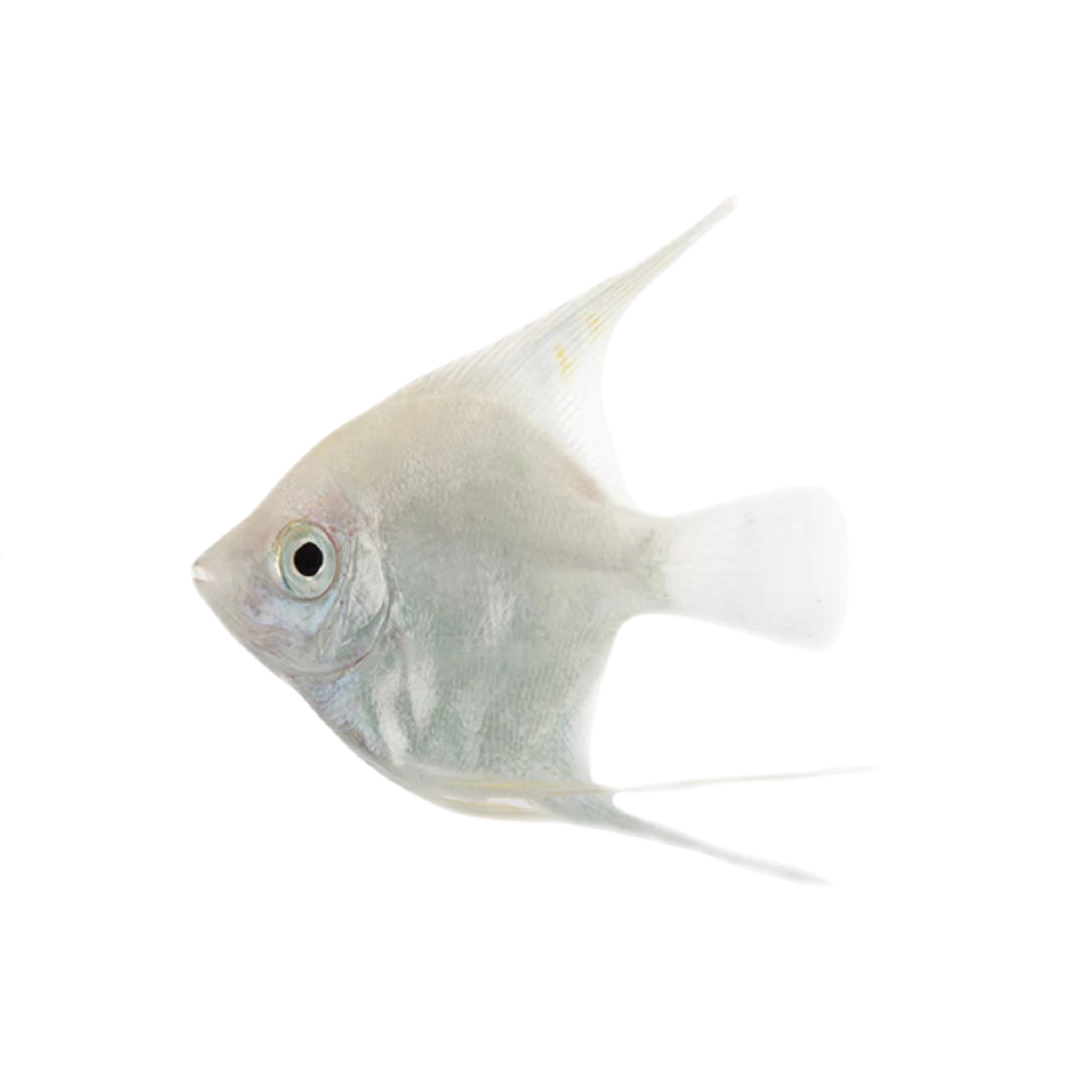 Platnium Angelfish – Aura Aquarium