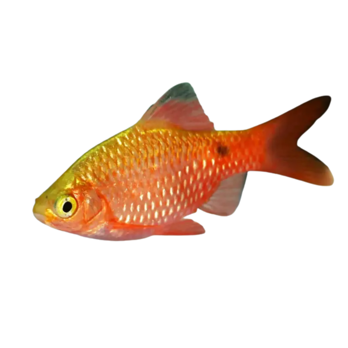 Rosy Barb – Aura Aquarium