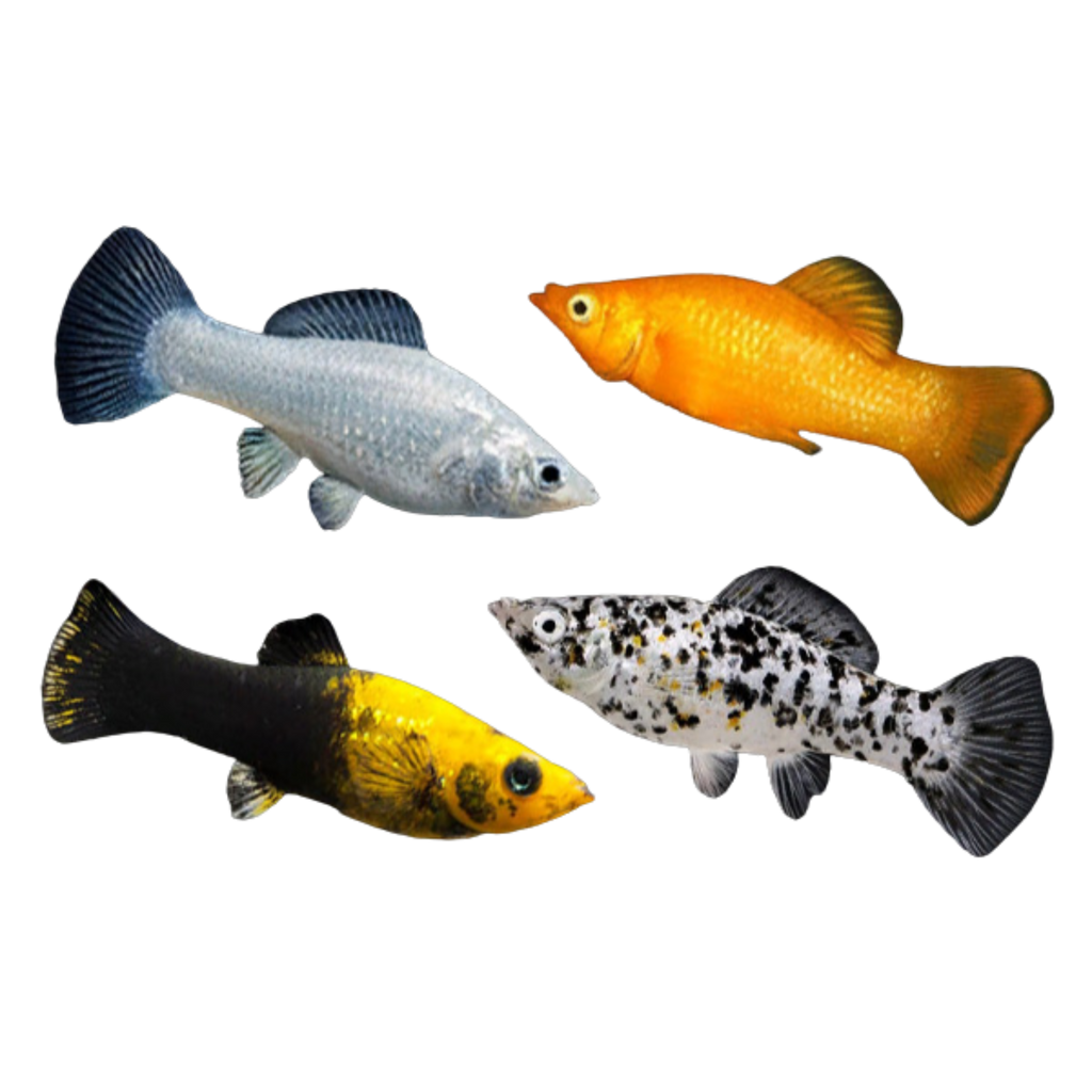 Assorted Molly 9-11cm – Aura Aquarium