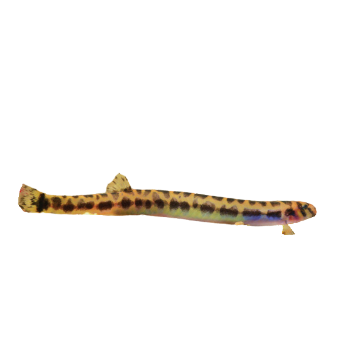 Pygmy Tiger Kuhli Loach – Aura Aquarium
