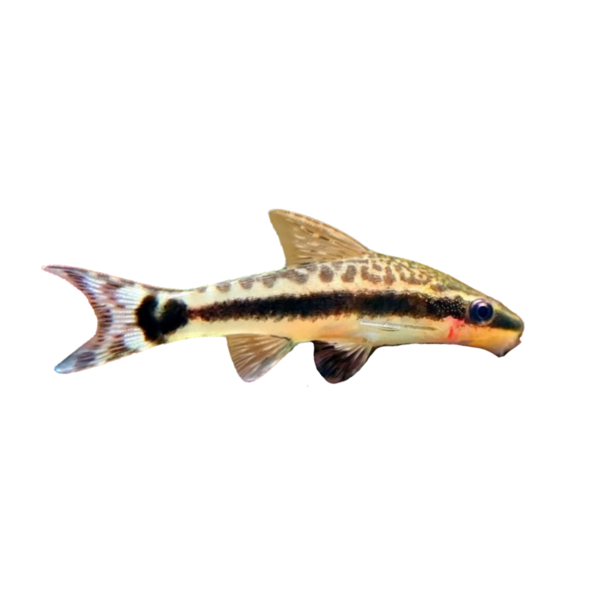 Otocinclus – Aura Aquarium