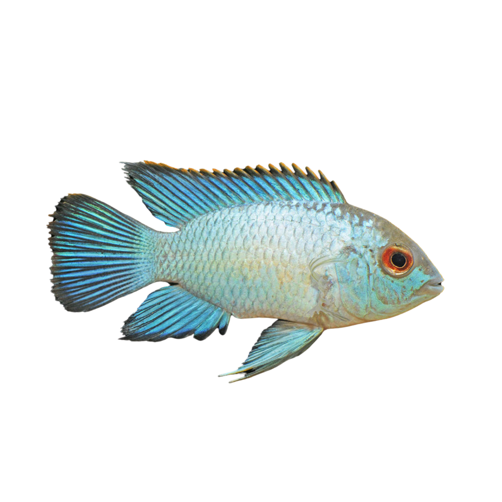 Neon Blue Acara – Aura Aquarium