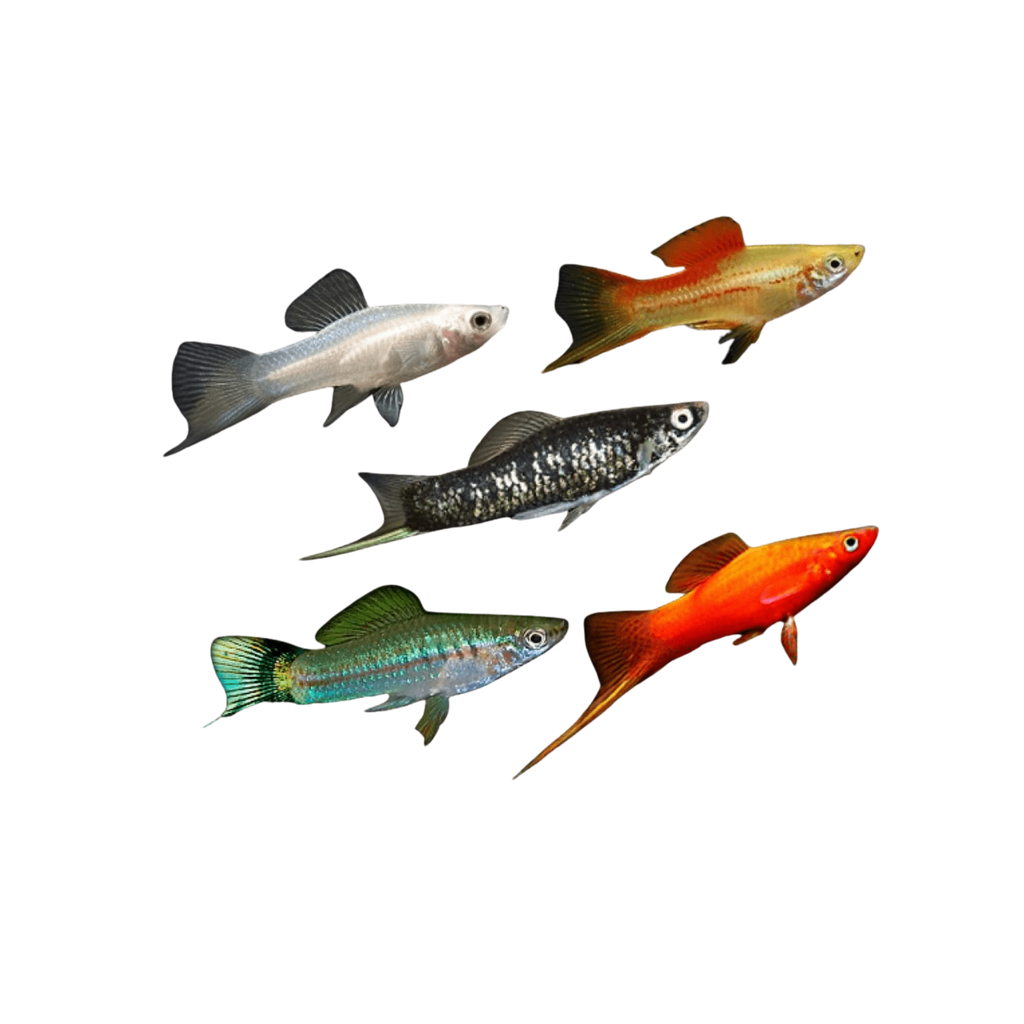 Assorted Swordtail – Aura Aquarium