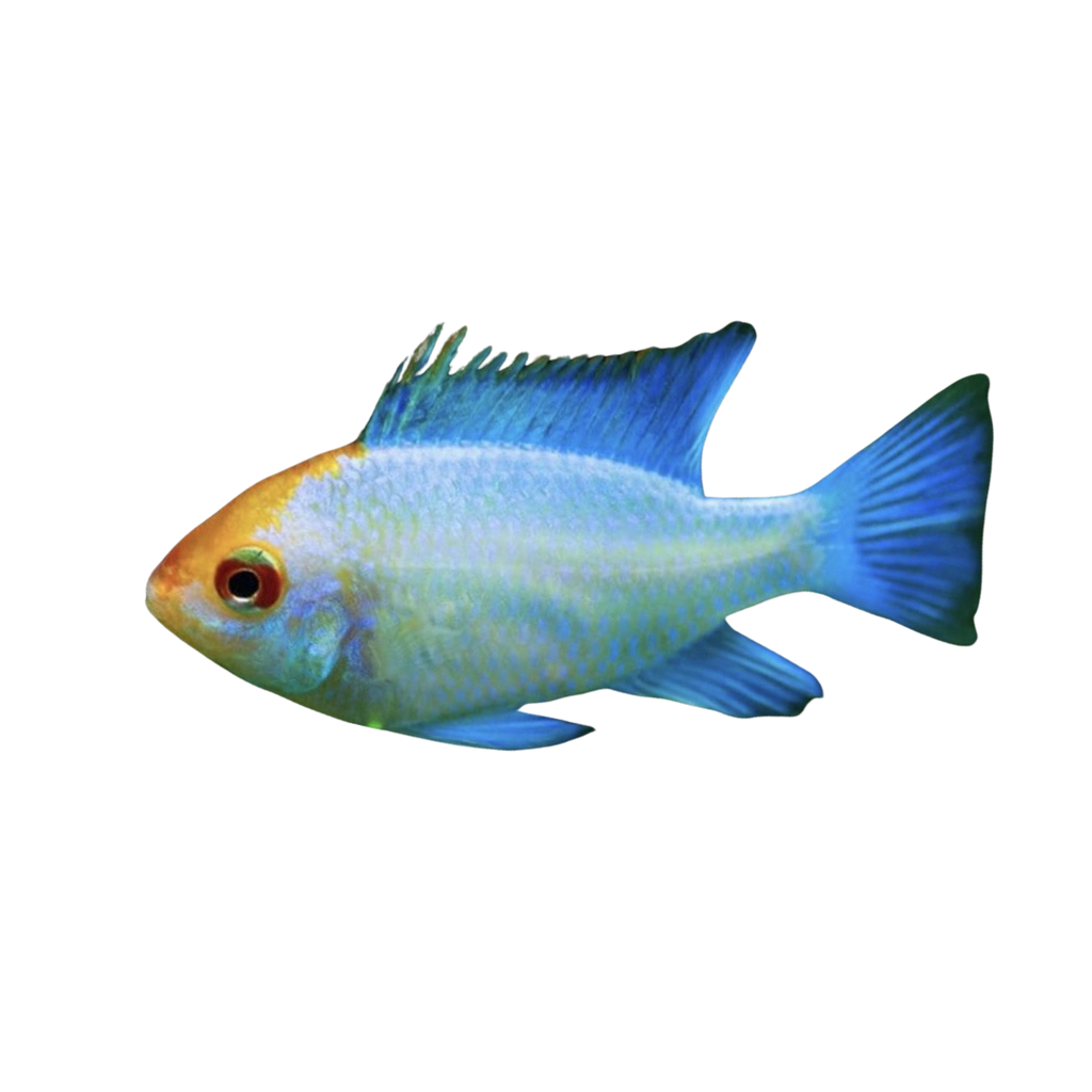 Neon Blue Ram – Aura Aquarium