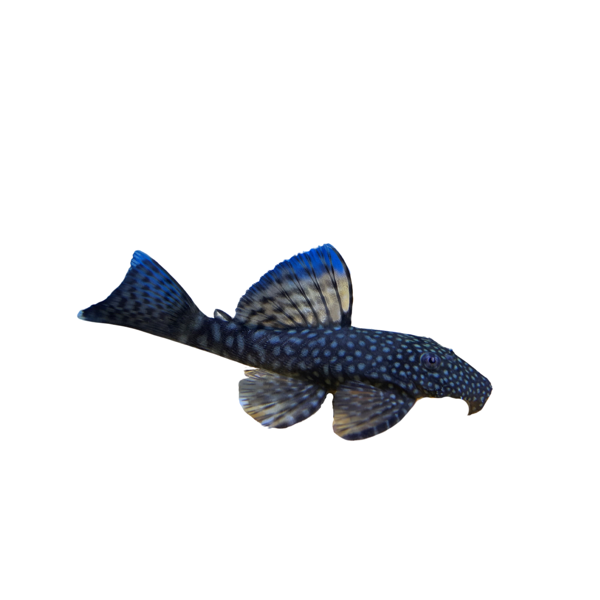 Bristlenose Pleco – Aura Aquarium