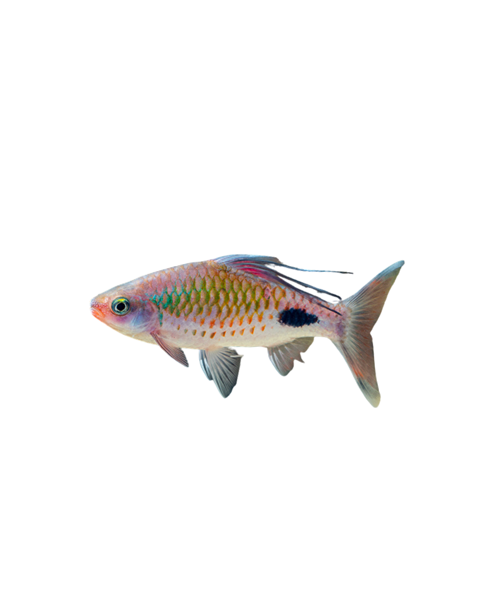 Filament Barb – Aura Aquarium