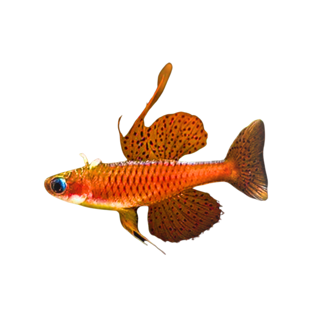Luminatus Rainbowfish – Aura Aquarium