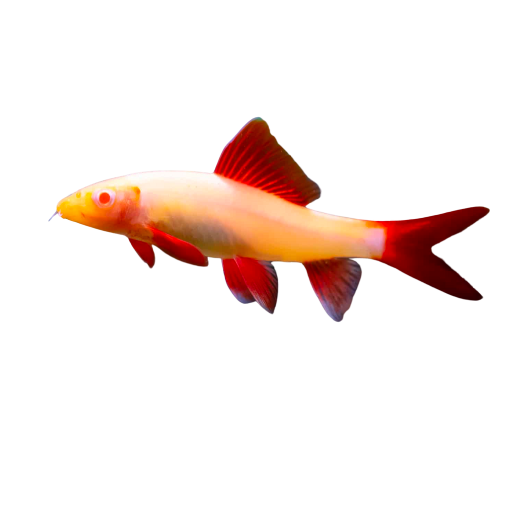 Albino Red Tail Rainbow Shark – Aura Aquarium