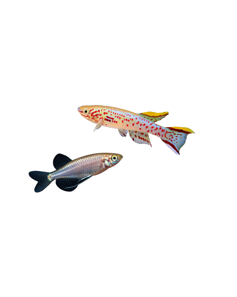 Gardneri killifish Male/Female sold as Pair – Aura Aquarium