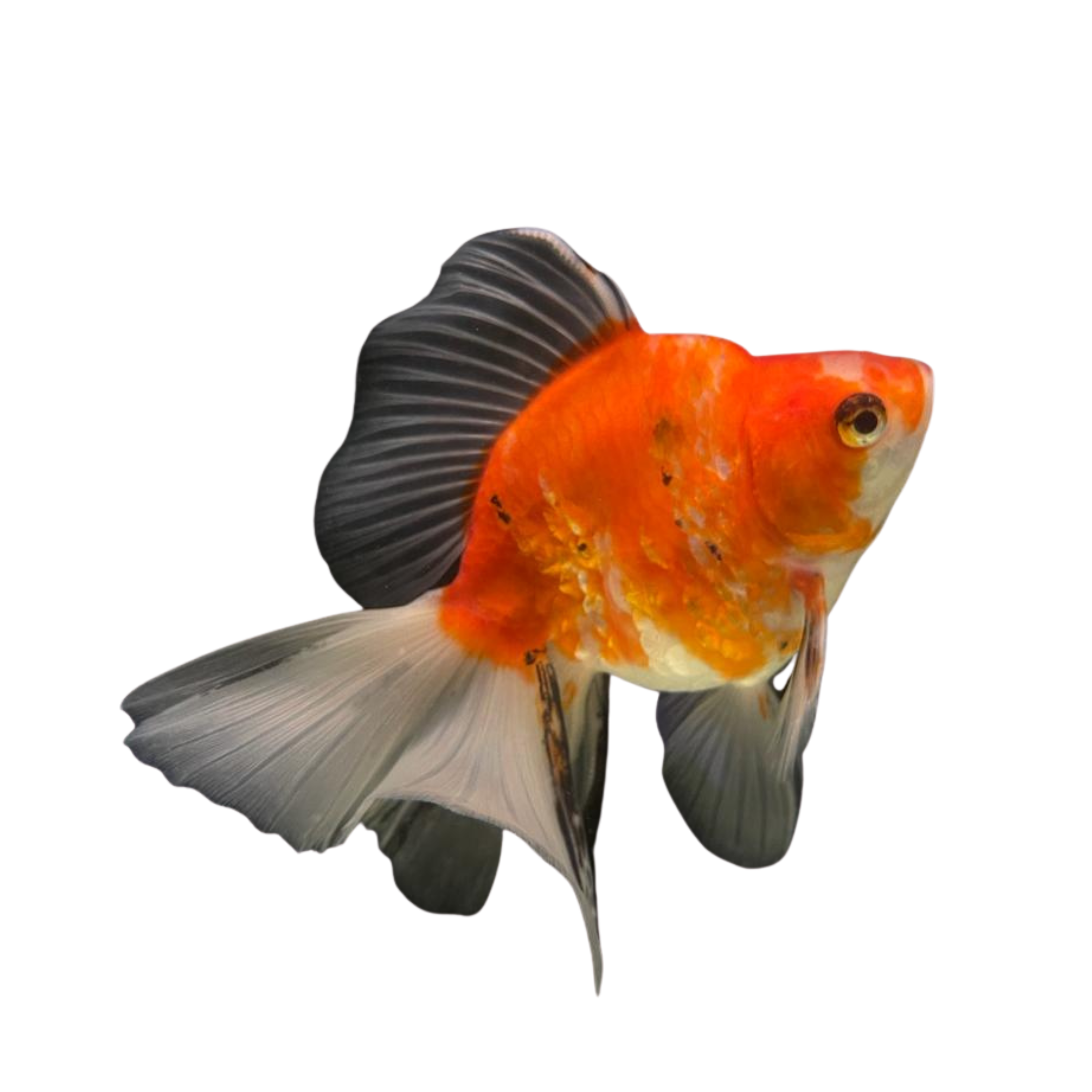 Ryukin Sakura High body Goldfish – Aura Aquarium