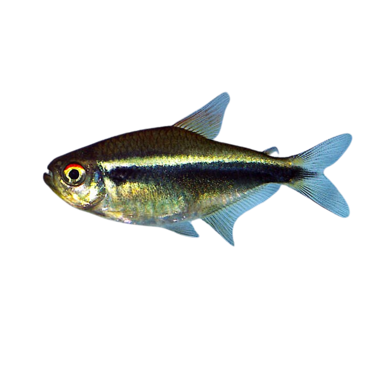 Black Neon Tetra – Aura Aquarium