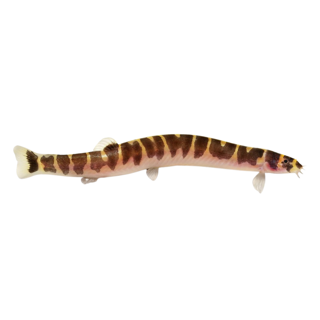 Striped Kuhli Loach – Aura Aquarium