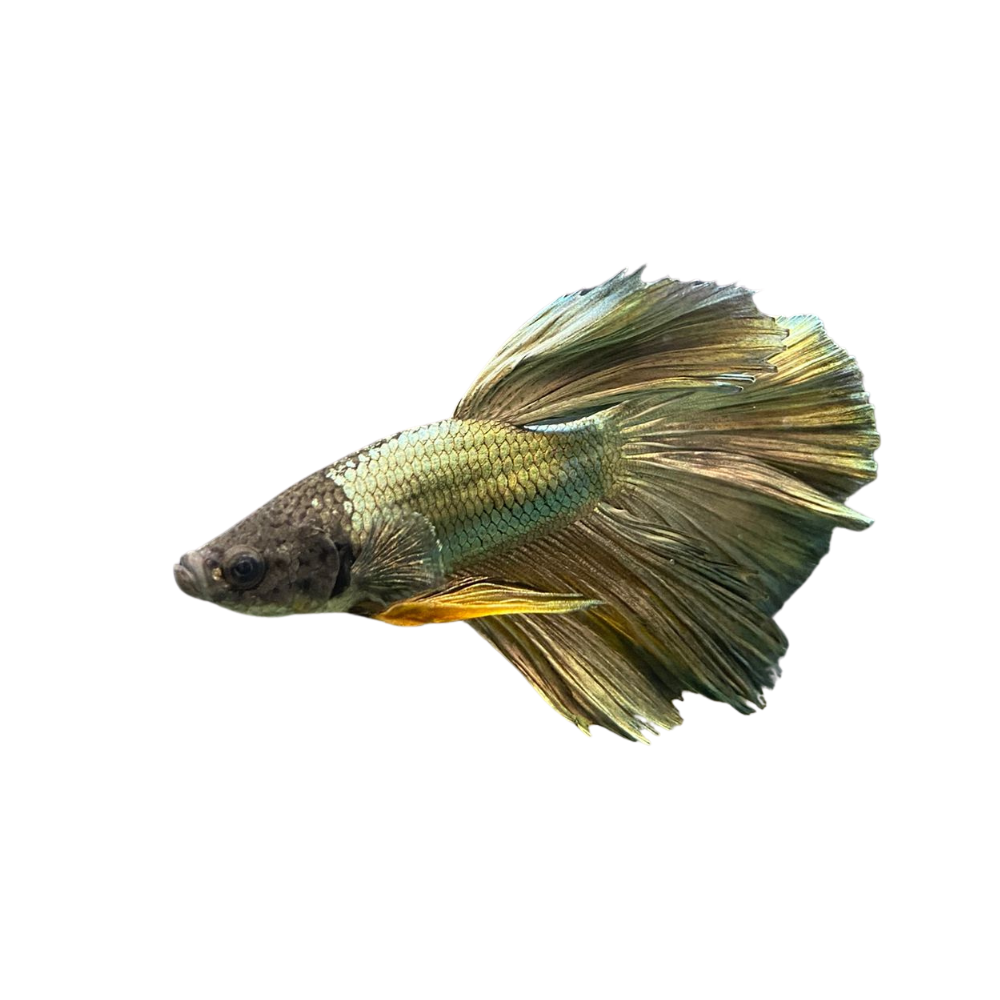 Metallic Purple with Yellow Fin Betta – Aura Aquarium