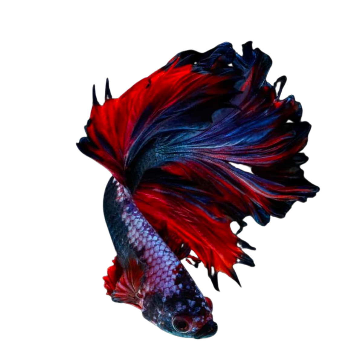 Midnight Betta – Aura Aquarium