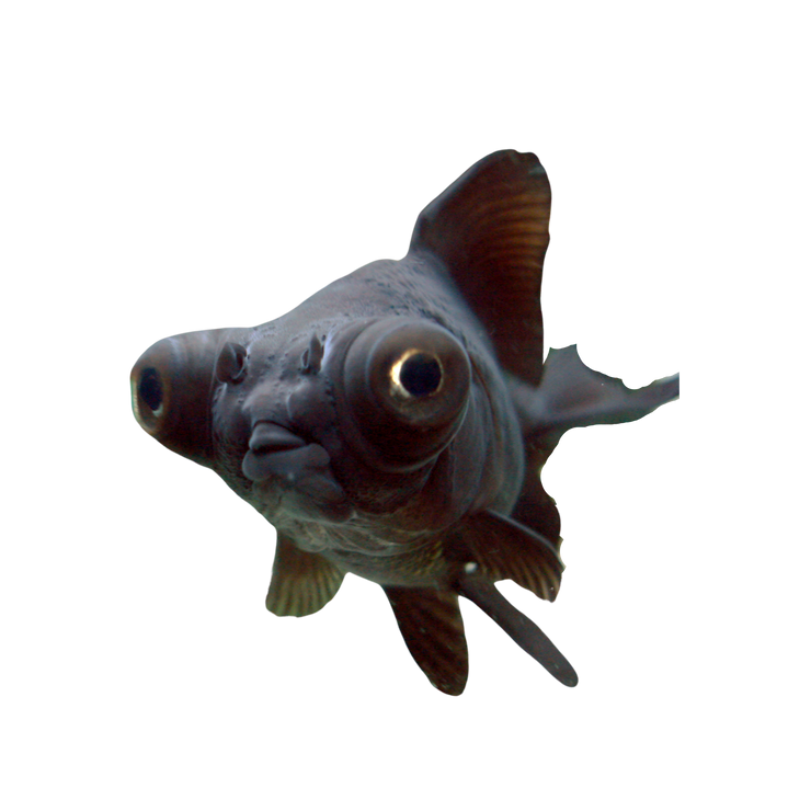 ALL FISH COLLECTION – Aura Aquarium