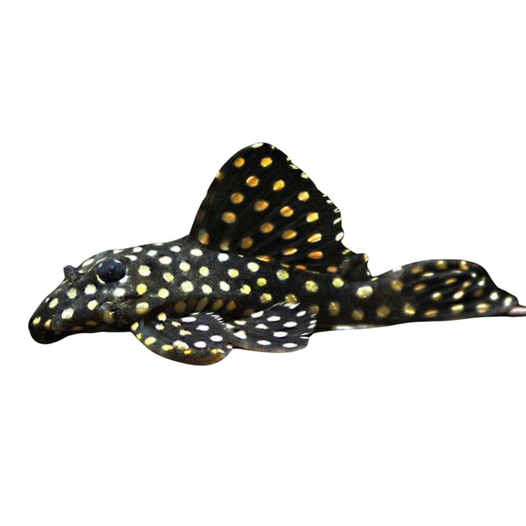 ALL FISH COLLECTION – Aura Aquarium