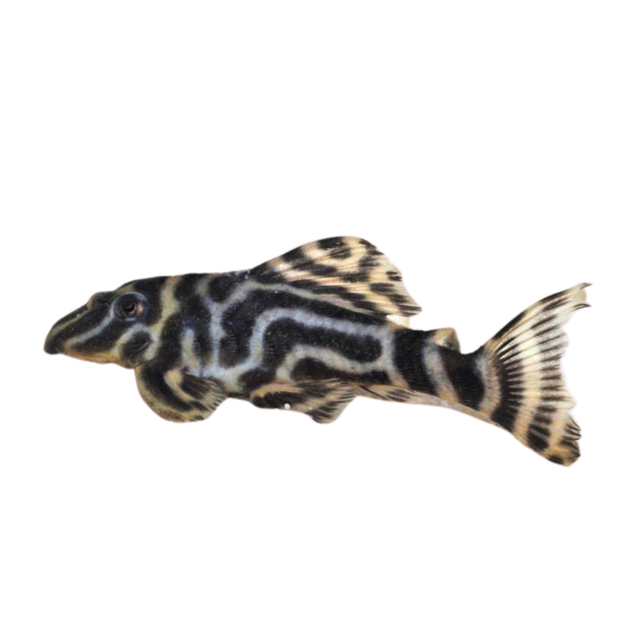 ALL FISH COLLECTION – Aura Aquarium