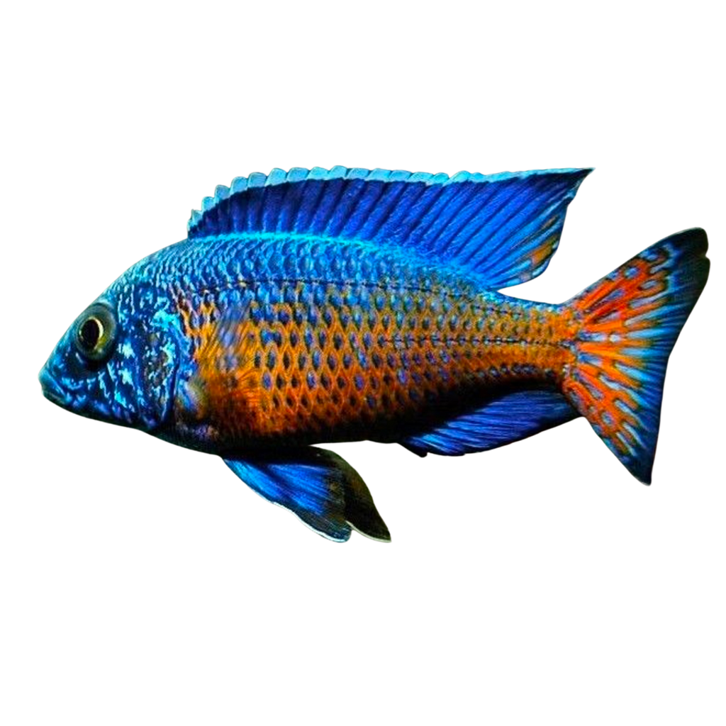 Peacock Cichlid Aura Aquarium