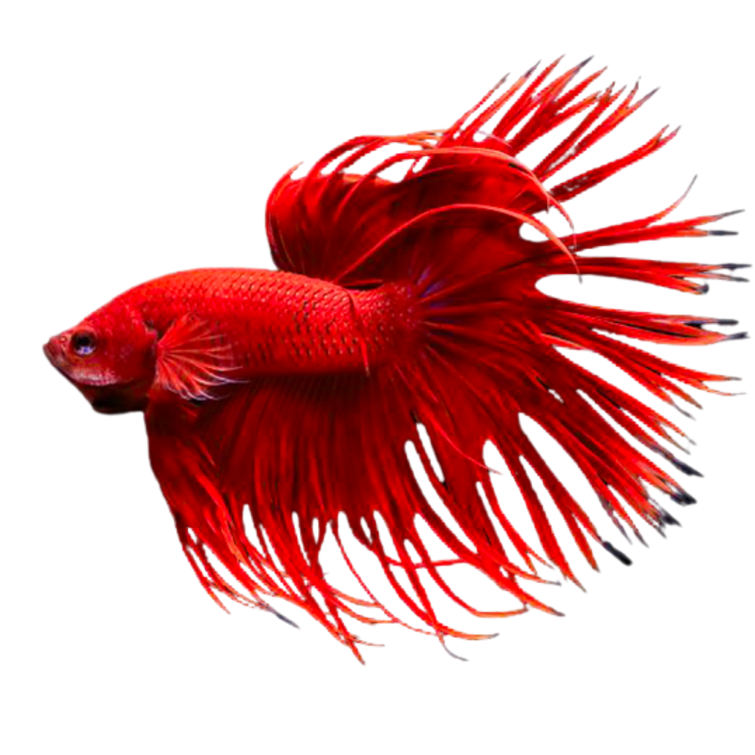 Betta Fish For Sale | Australia – Aura Aquarium