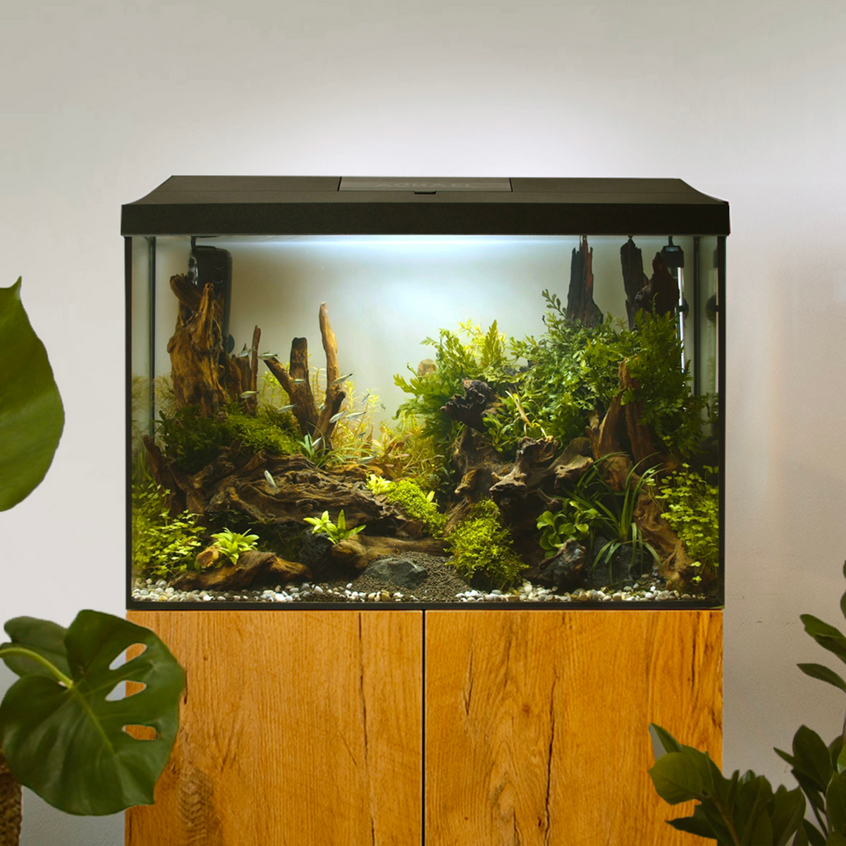 Aquael Leddy Day & Night Aquarium Set tanks – Aura Aquarium