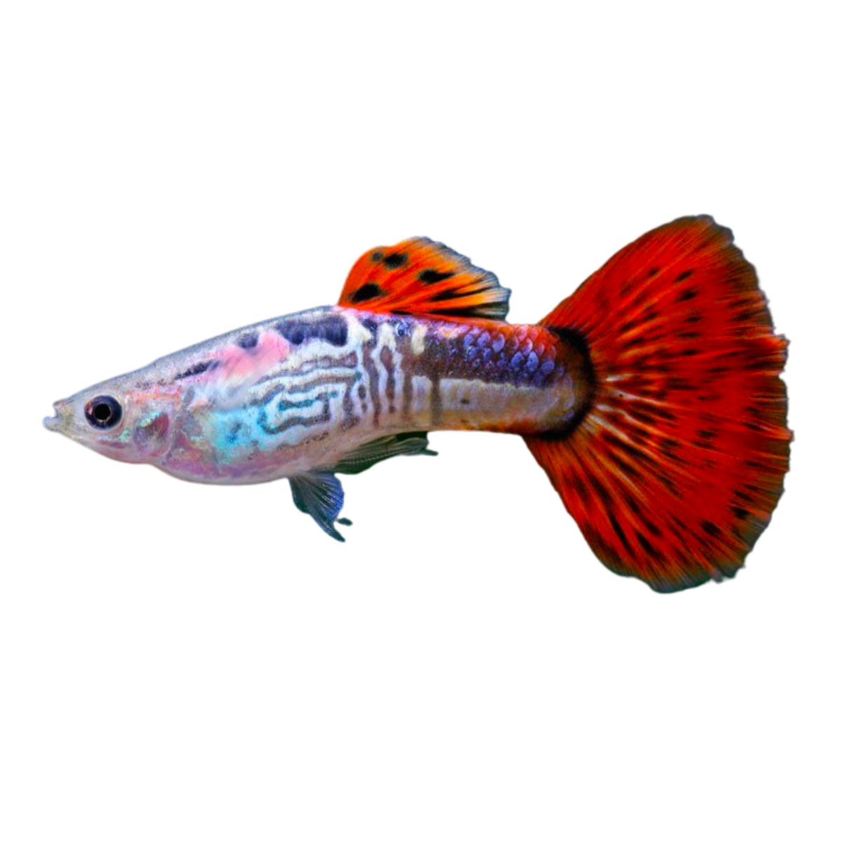 Red Snakeskin Guppy